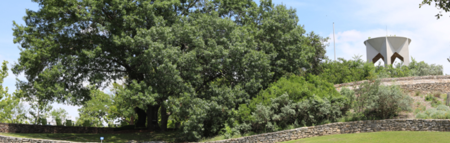 Tree Trek March 11, 2026 | SABG